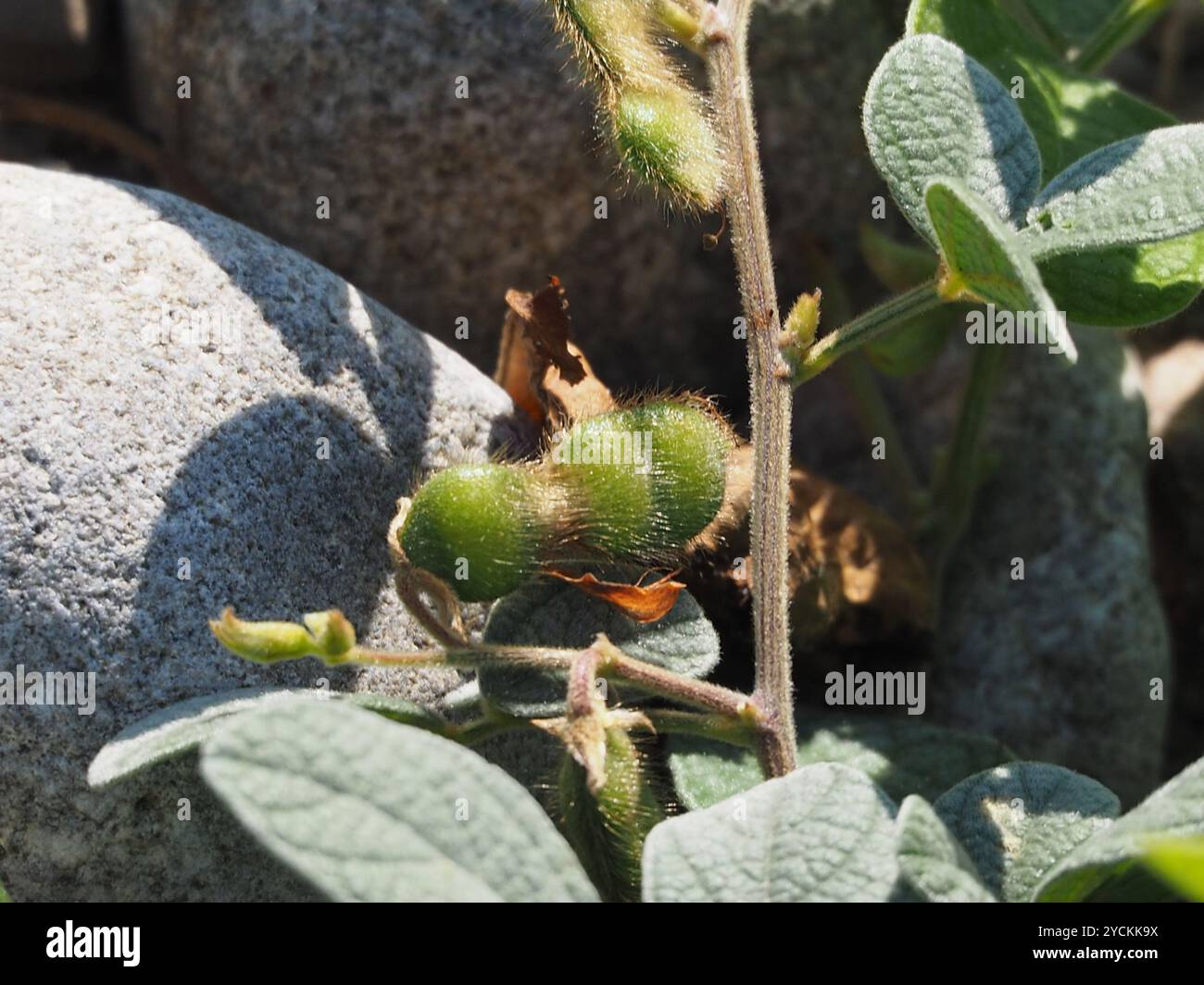Showy Pigeonpea (Cajanus scarabaeoides) Plantae Stock Photo - Alamy