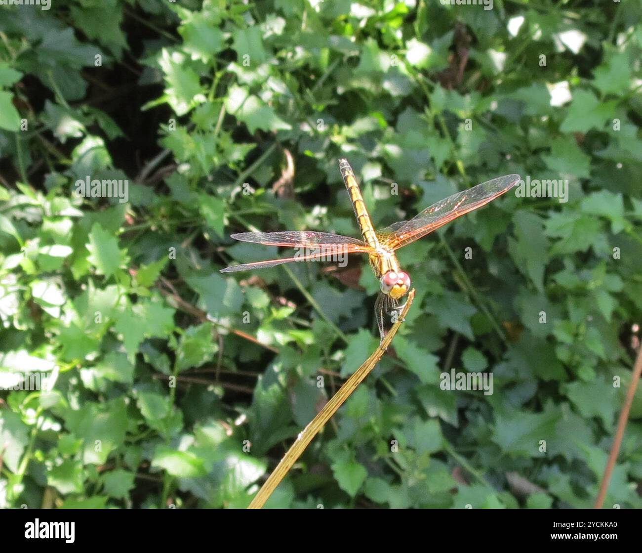 Red-veined Dropwing (Trithemis arteriosa) Insecta Stock Photo - Alamy