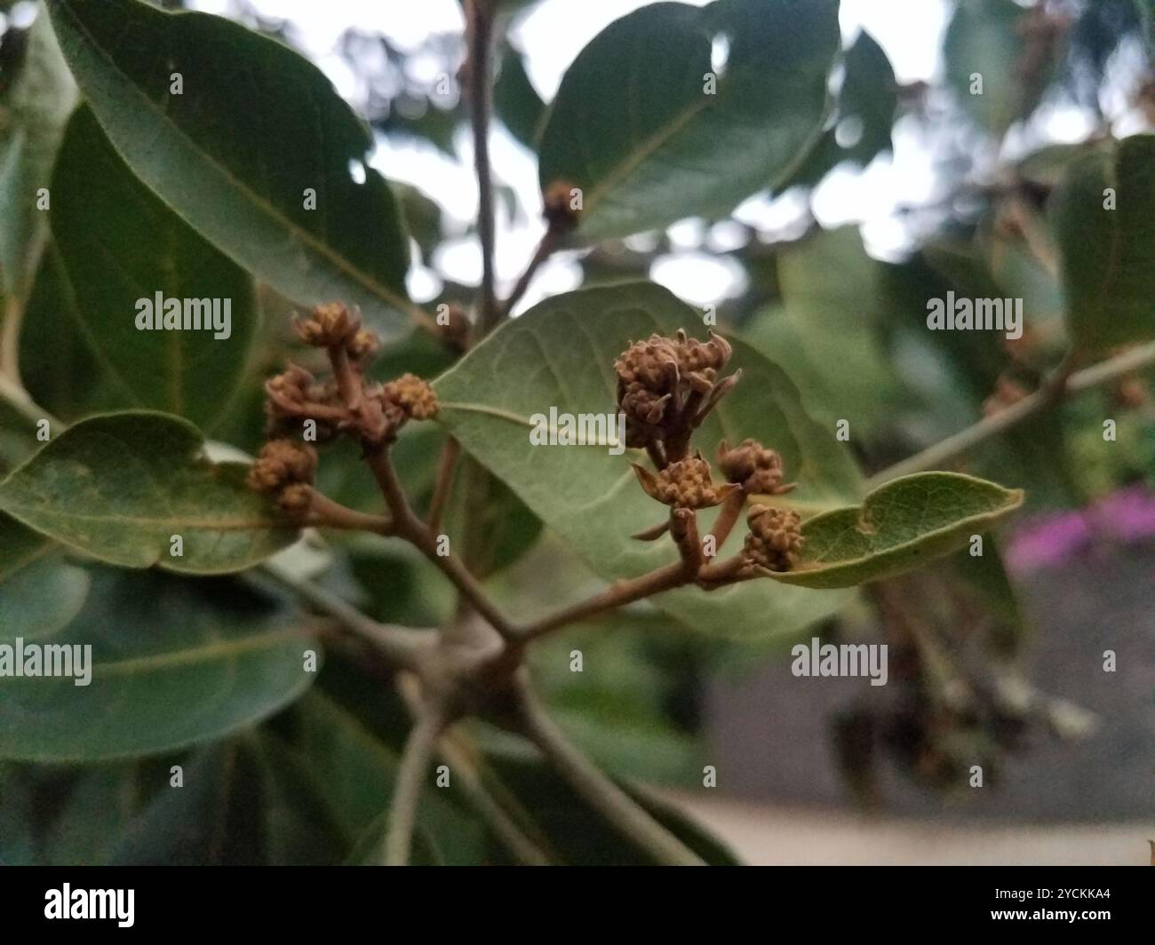 Spanish elm (Cordia alliodora) Plantae Stock Photo - Alamy