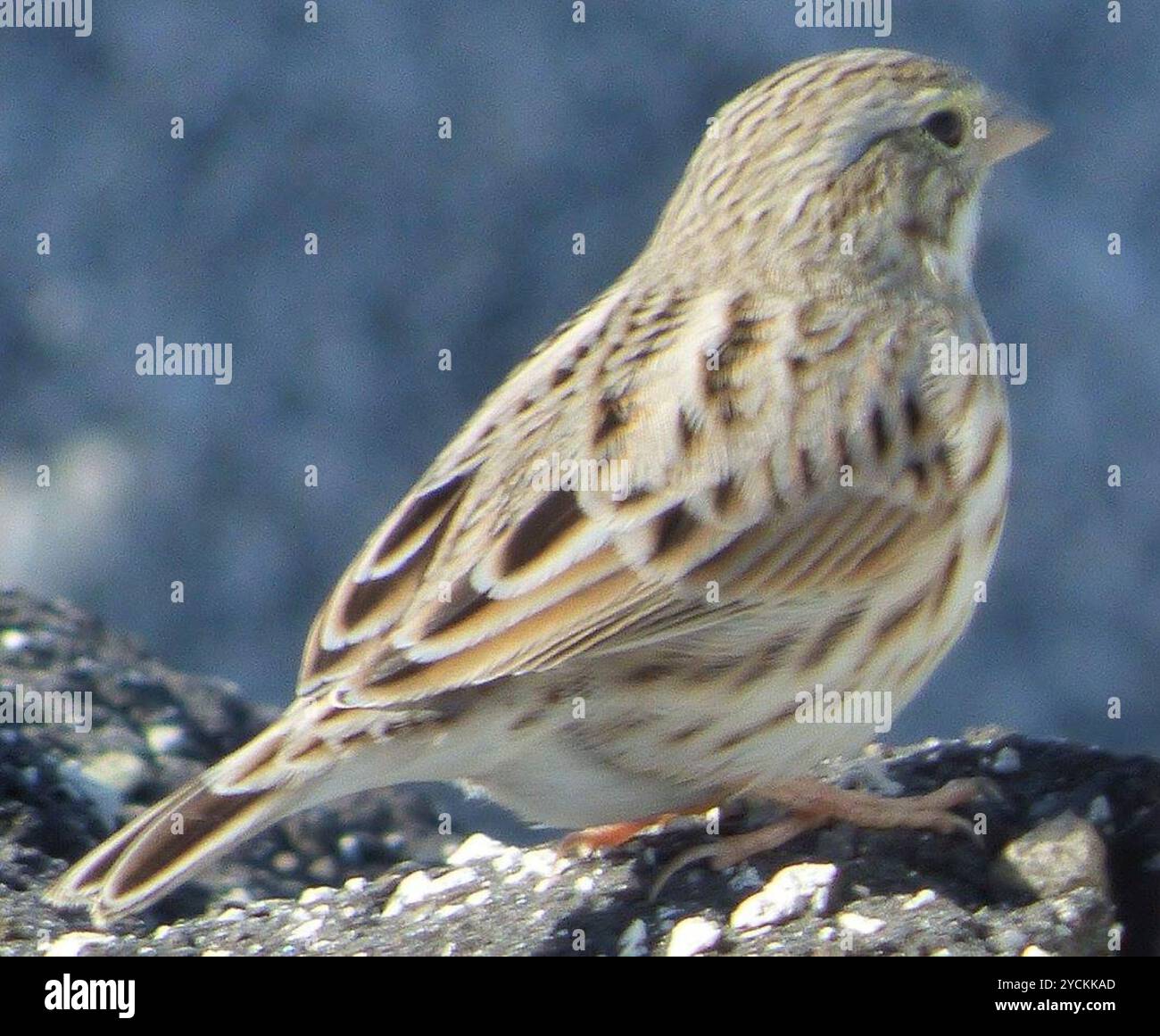 Savannah Sparrow (Passerculus sandwichensis) Aves Stock Photo - Alamy