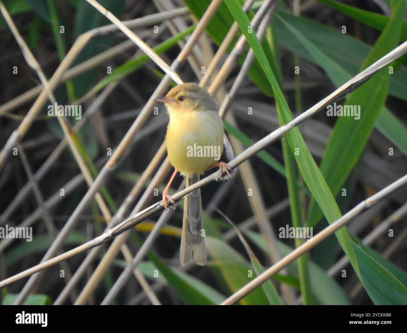 Plain Prinia (Prinia inornata) Aves Stock Photo - Alamy