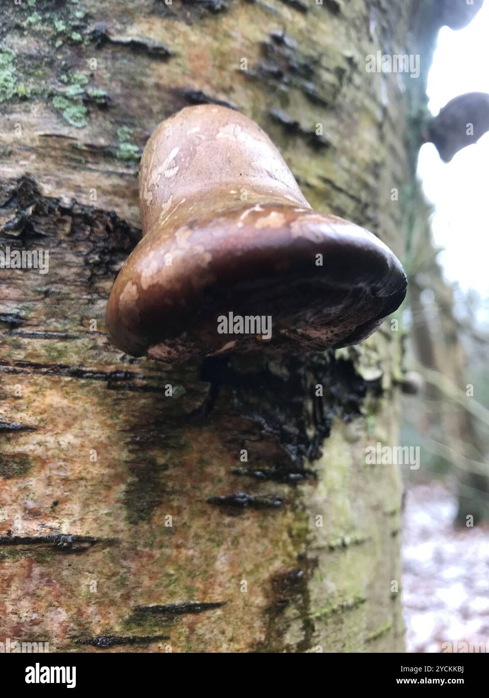 birch polypore (Fomitopsis betulina) Fungi Stock Photo - Alamy