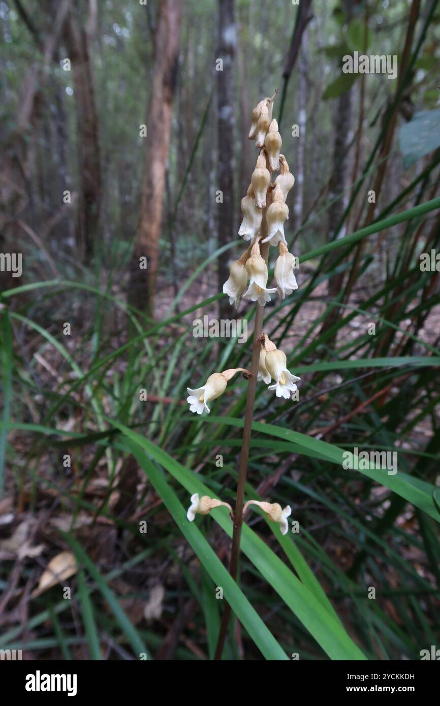 tall potato orchid (Gastrodia procera) Plantae Stock Photo - Alamy