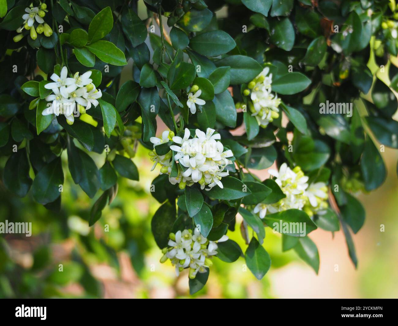 Orange Jasmine (Murraya paniculata) Plantae Stock Photo - Alamy