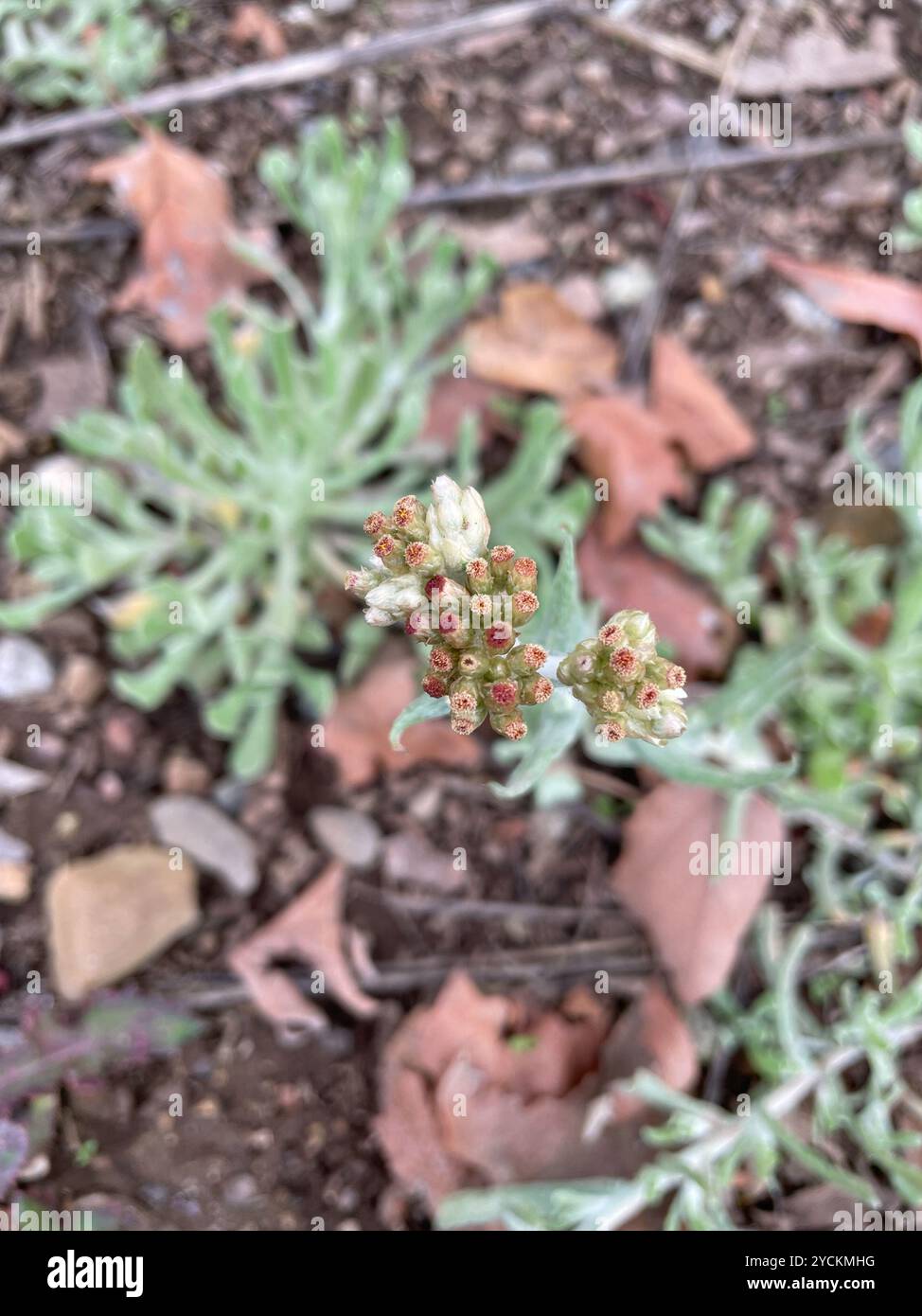 Jersey Cudweed (Pseudognaphalium luteoalbum) Plantae Stock Photo - Alamy