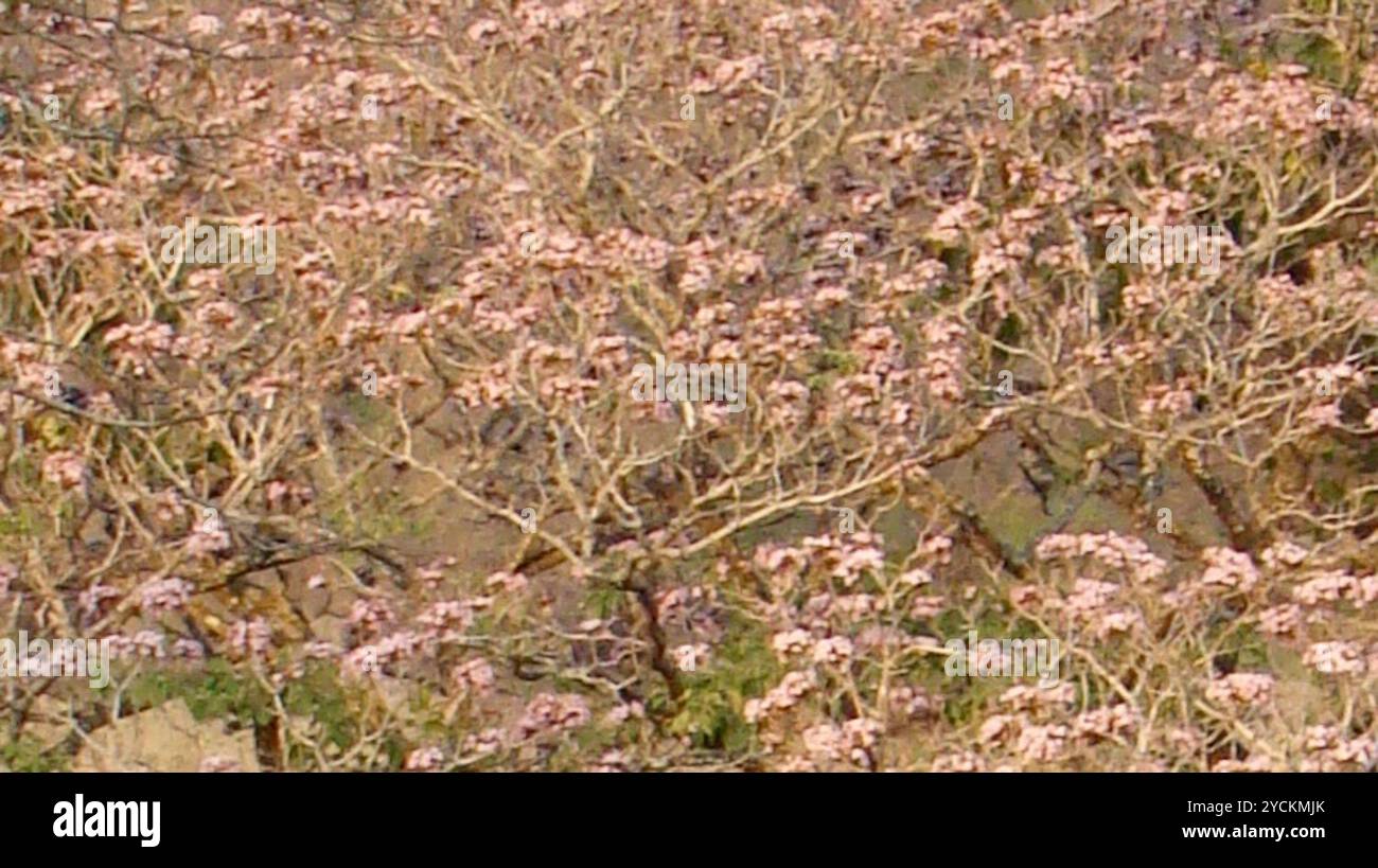Pink poui (Tabebuia rosea) Plantae Stock Photo - Alamy