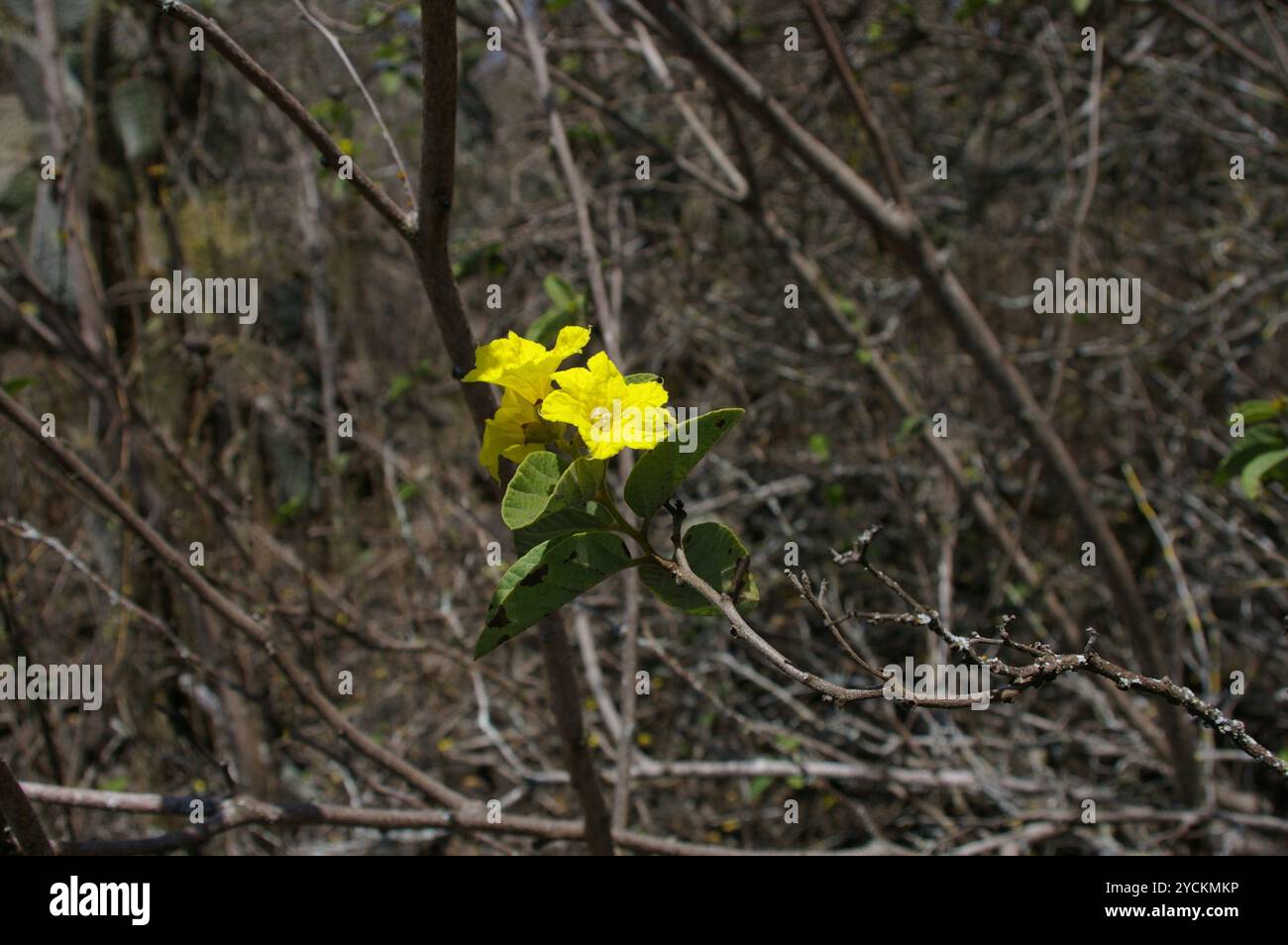 yellow geiger (Cordia lutea) Plantae Stock Photo - Alamy