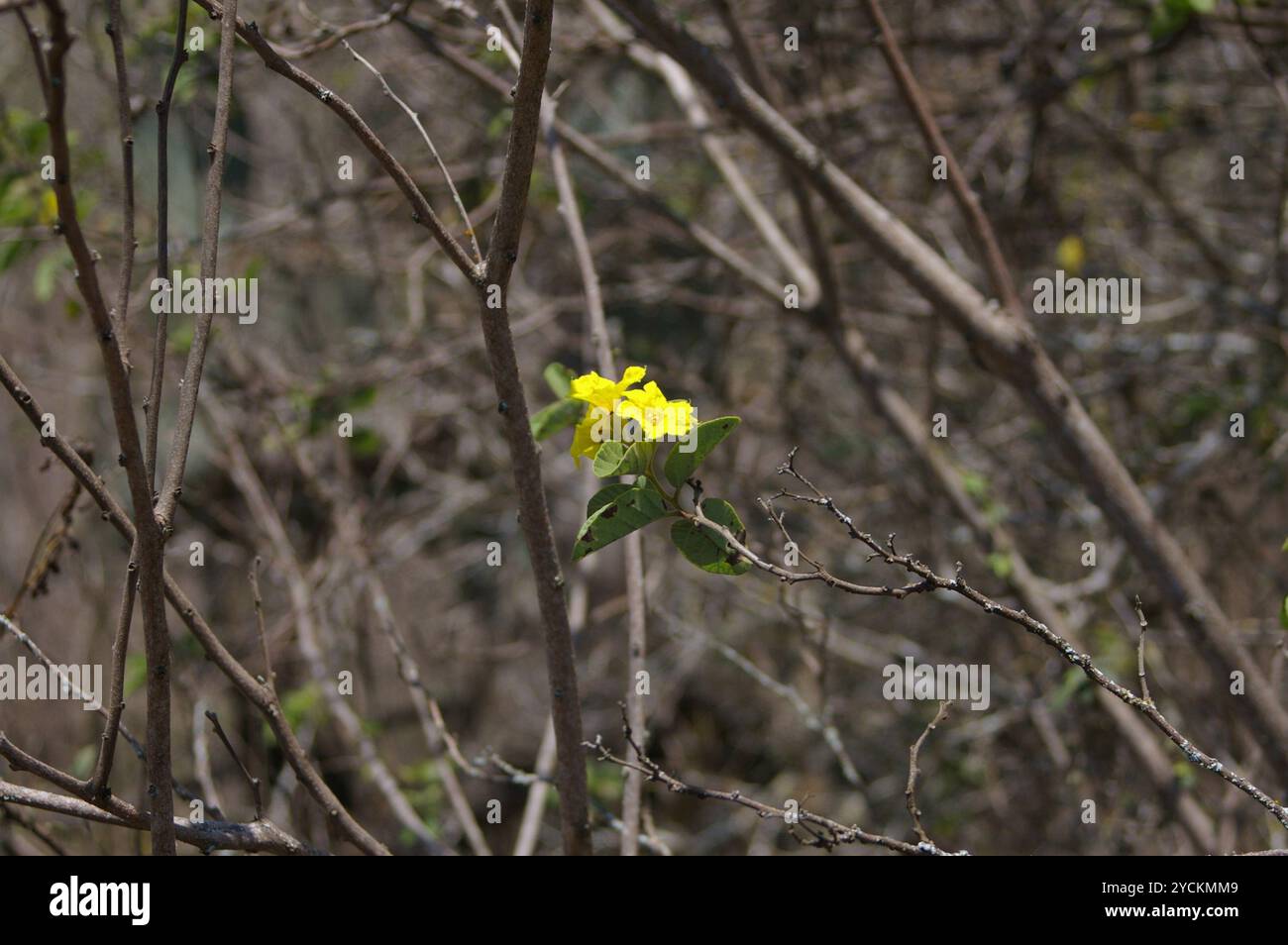 yellow geiger (Cordia lutea) Plantae Stock Photo - Alamy