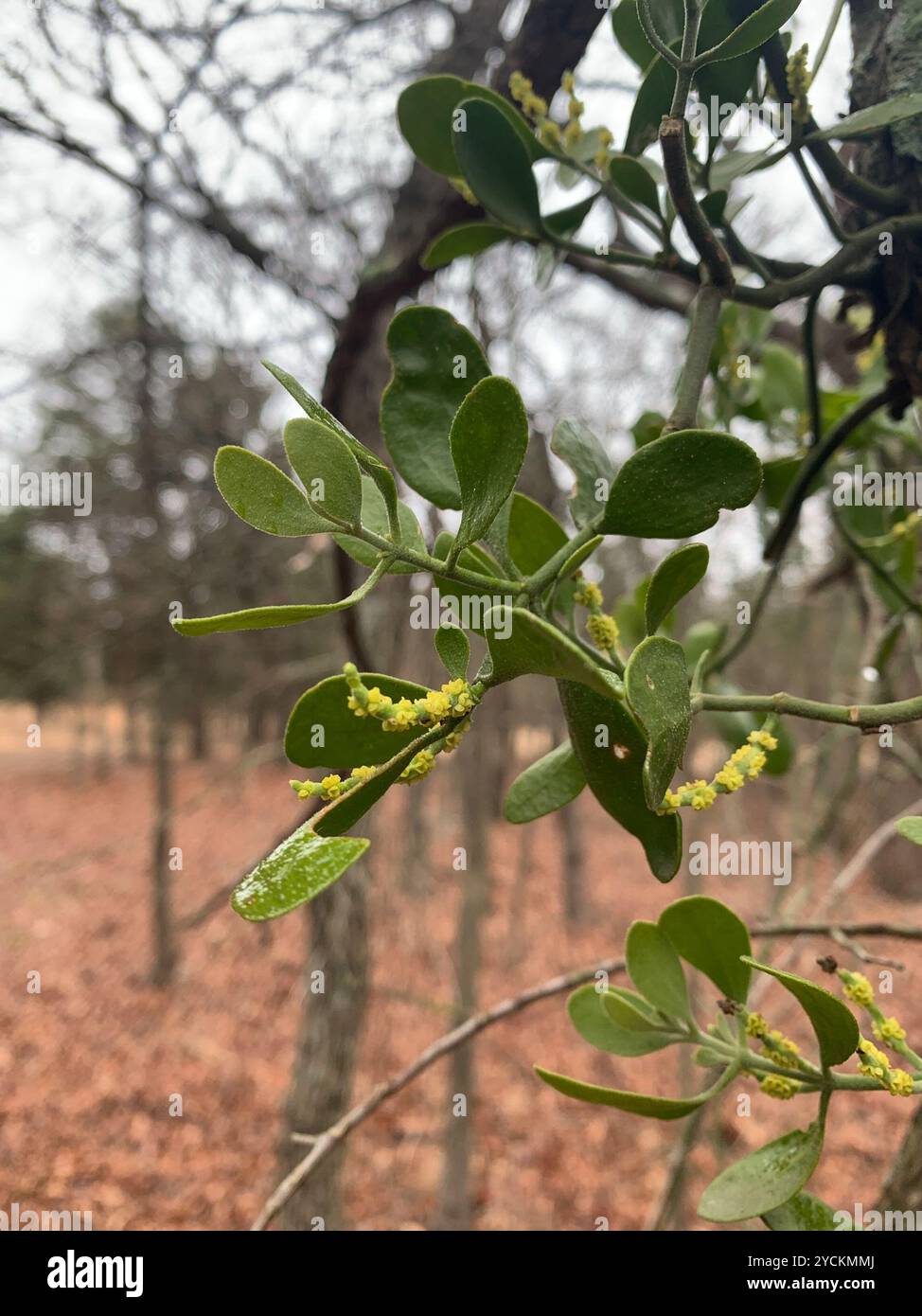 American Mistletoe (Phoradendron leucarpum) Plantae Stock Photo - Alamy