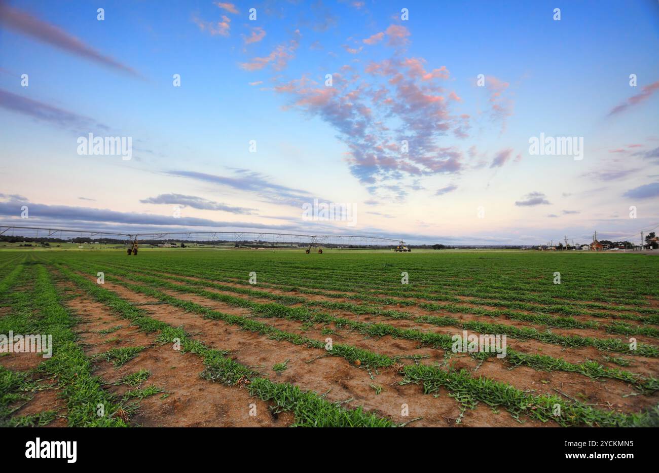 Turf farm at Freemans Reach, NSW Australia. Lines of buffalo grass with ...