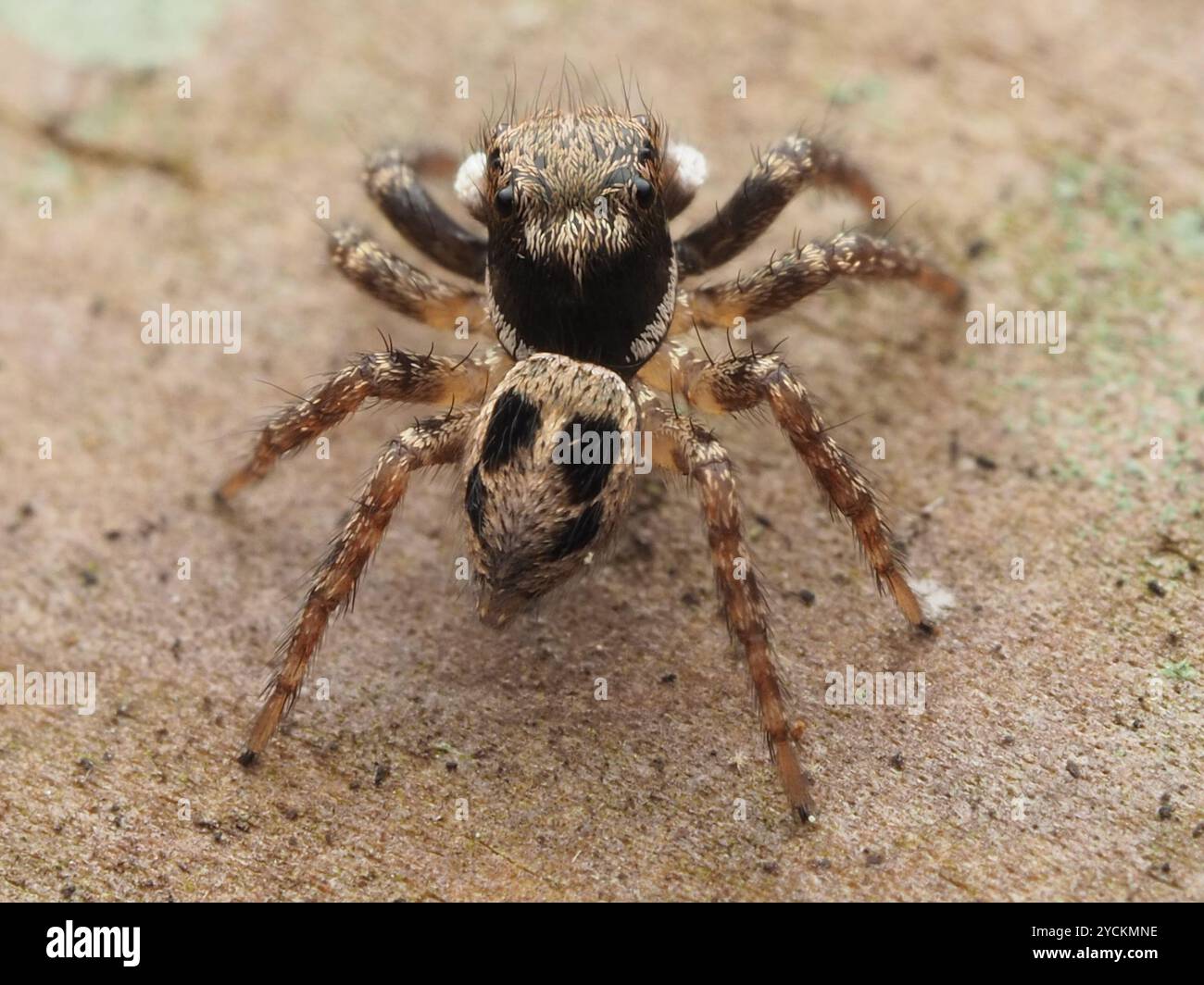 Twin-flagged Jumping Spider (Anasaitis canosus) Arachnida Stock Photo ...