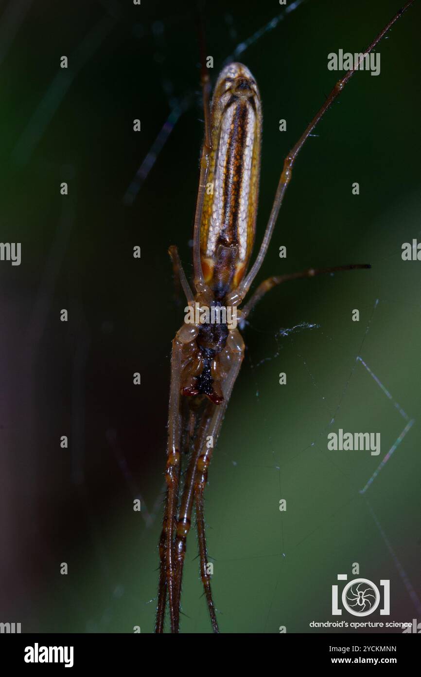 Stretch Spiders (Tetragnatha) Arachnida Stock Photo - Alamy