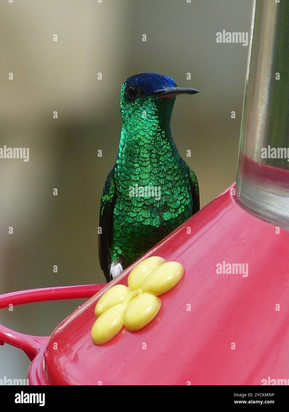 Indigo-capped Hummingbird (Saucerottia cyanifrons) Aves Stock Photo - Alamy