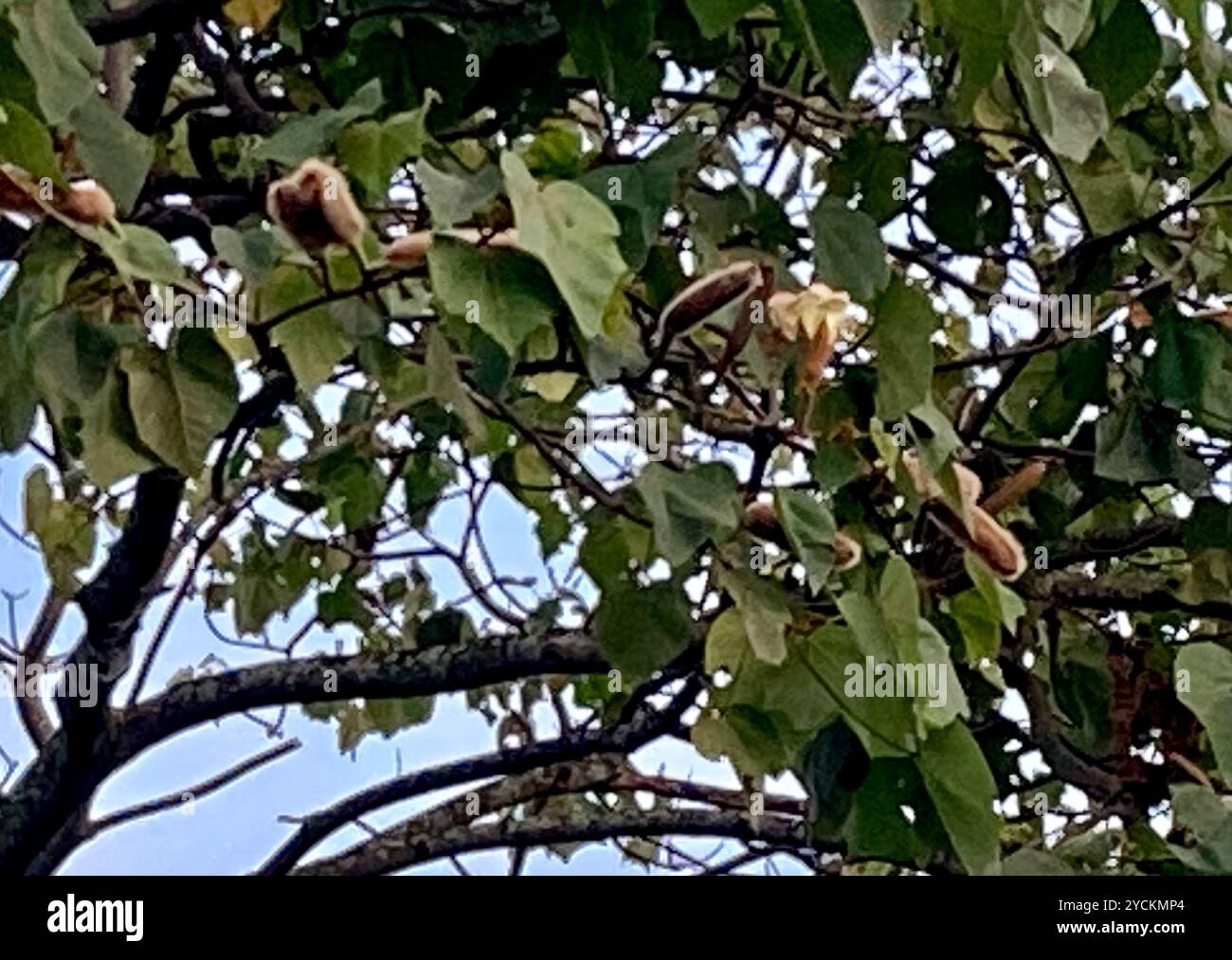 Balsa Tree (Ochroma pyramidale) Plantae Stock Photo - Alamy