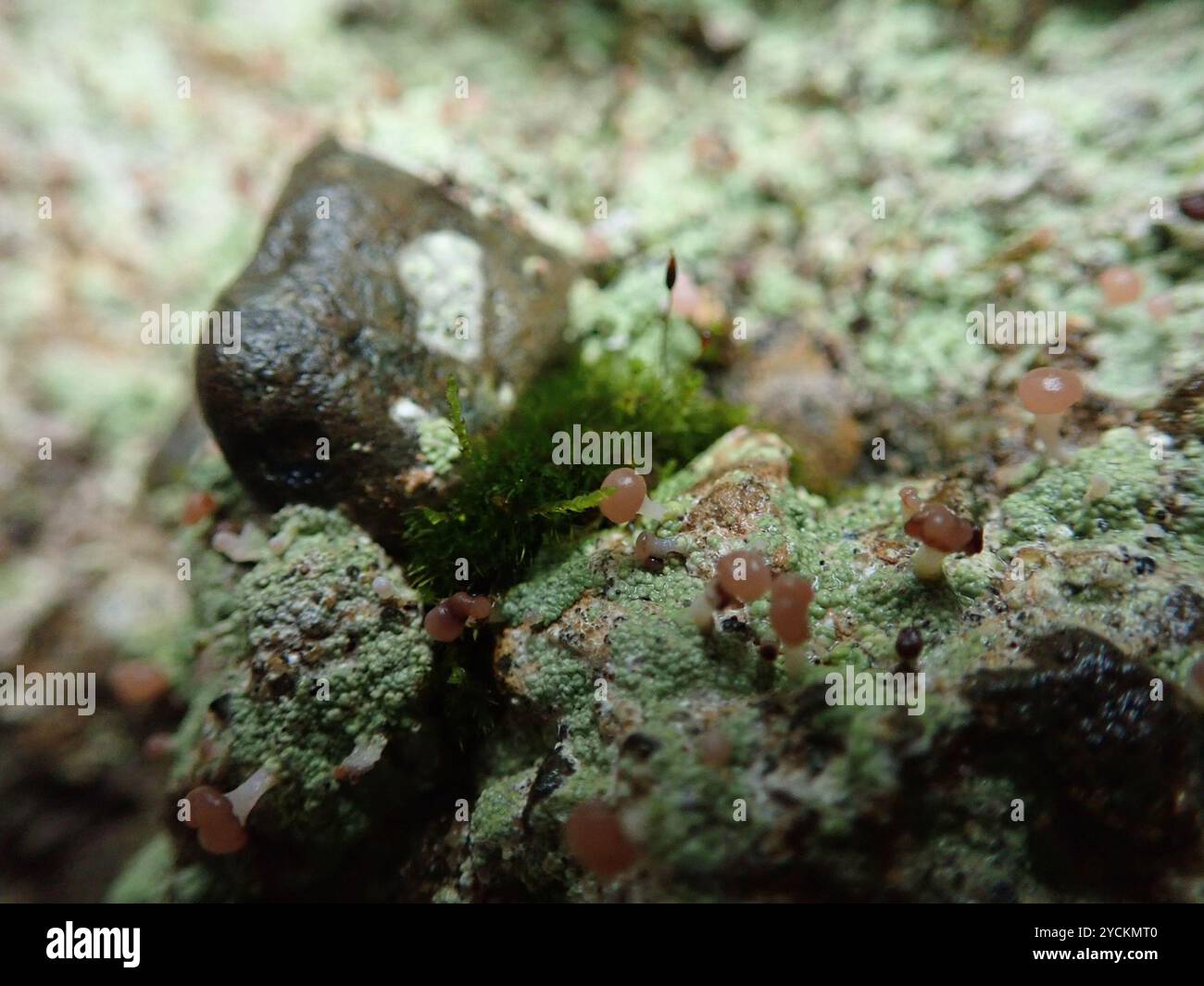 Brown Beret Lichen (Baeomyces rufus) Fungi Stock Photo - Alamy