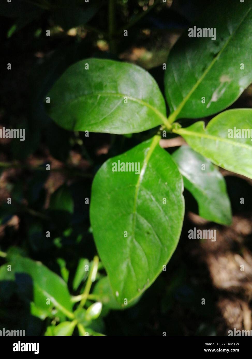 (Coprosma macrocarpa) Plantae Stock Photo - Alamy