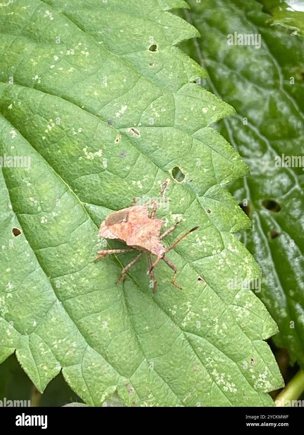 Dock Bug (Coreus marginatus) Insecta Stock Photo - Alamy