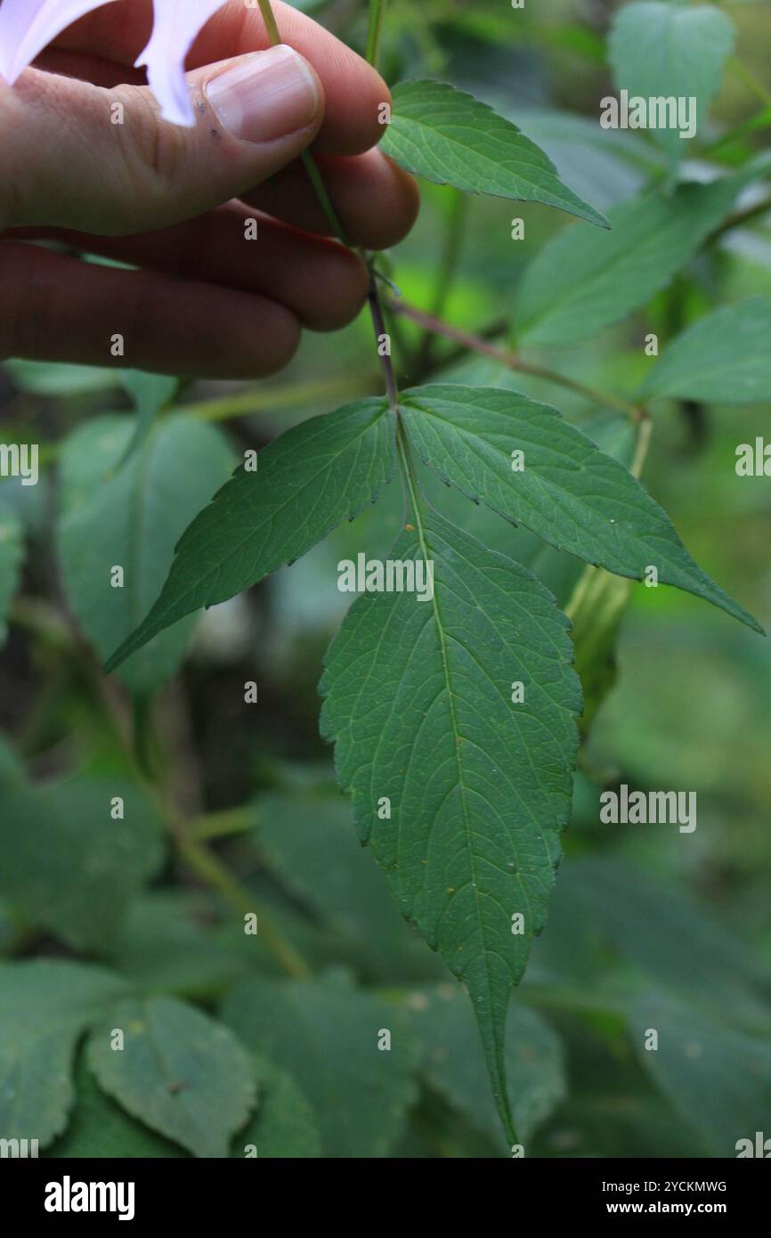 Tree Dahlia (Dahlia imperialis) Plantae Stock Photo - Alamy