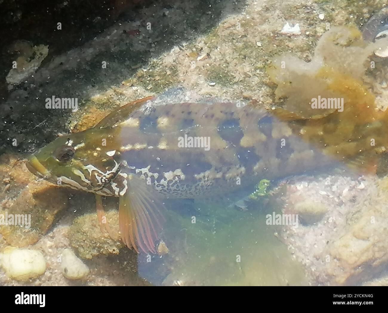 Super Klipfish (Clinus superciliosus) Actinopterygii Stock Photo - Alamy