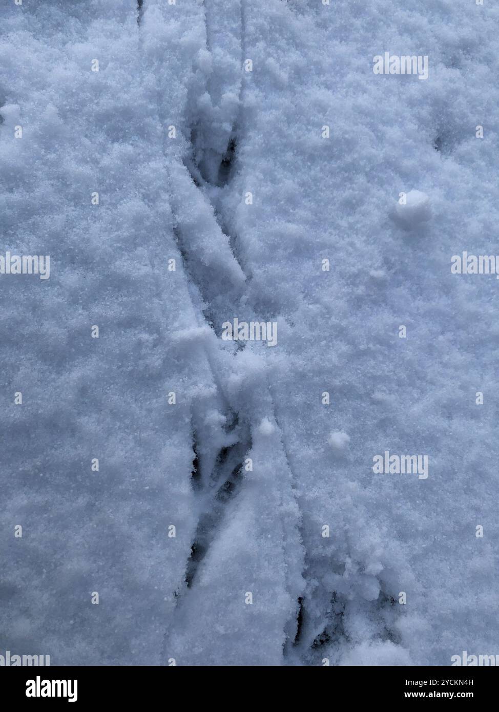 Landfowl (Galliformes) Aves Stock Photo - Alamy