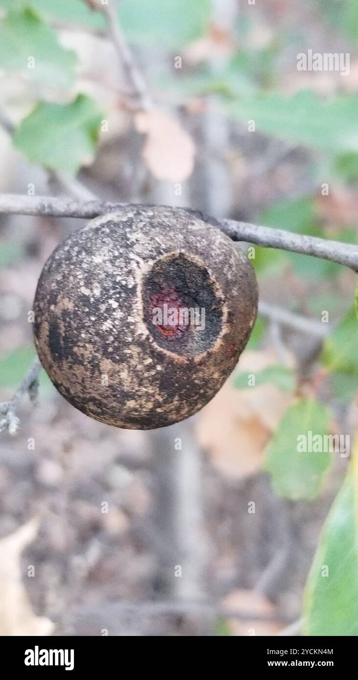 Live Oak Apple Gall Wasp (Amphibolips quercuspomiformis) Insecta Stock ...
