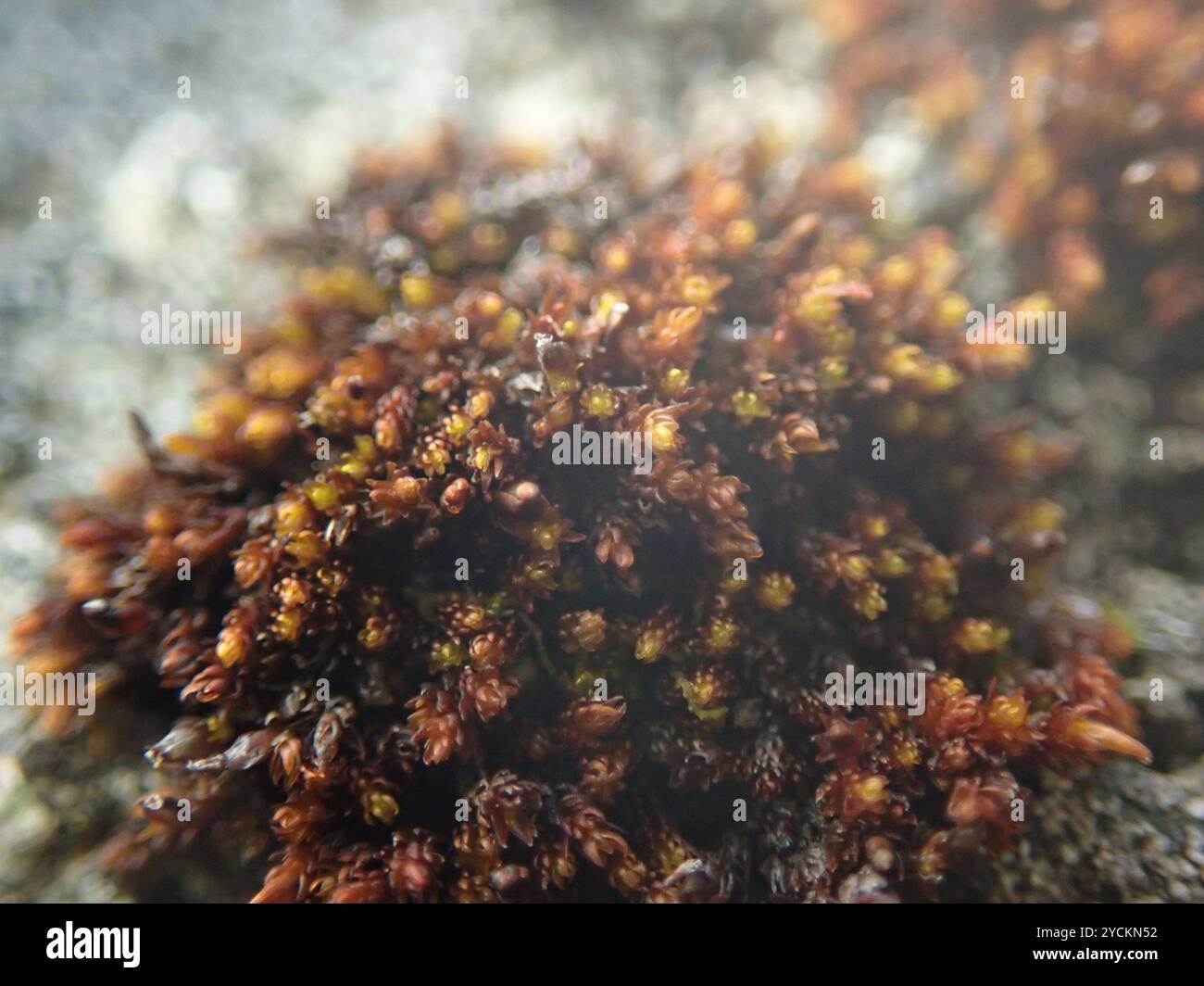 Black Rock Moss (Andreaea rupestris) Plantae Stock Photo - Alamy