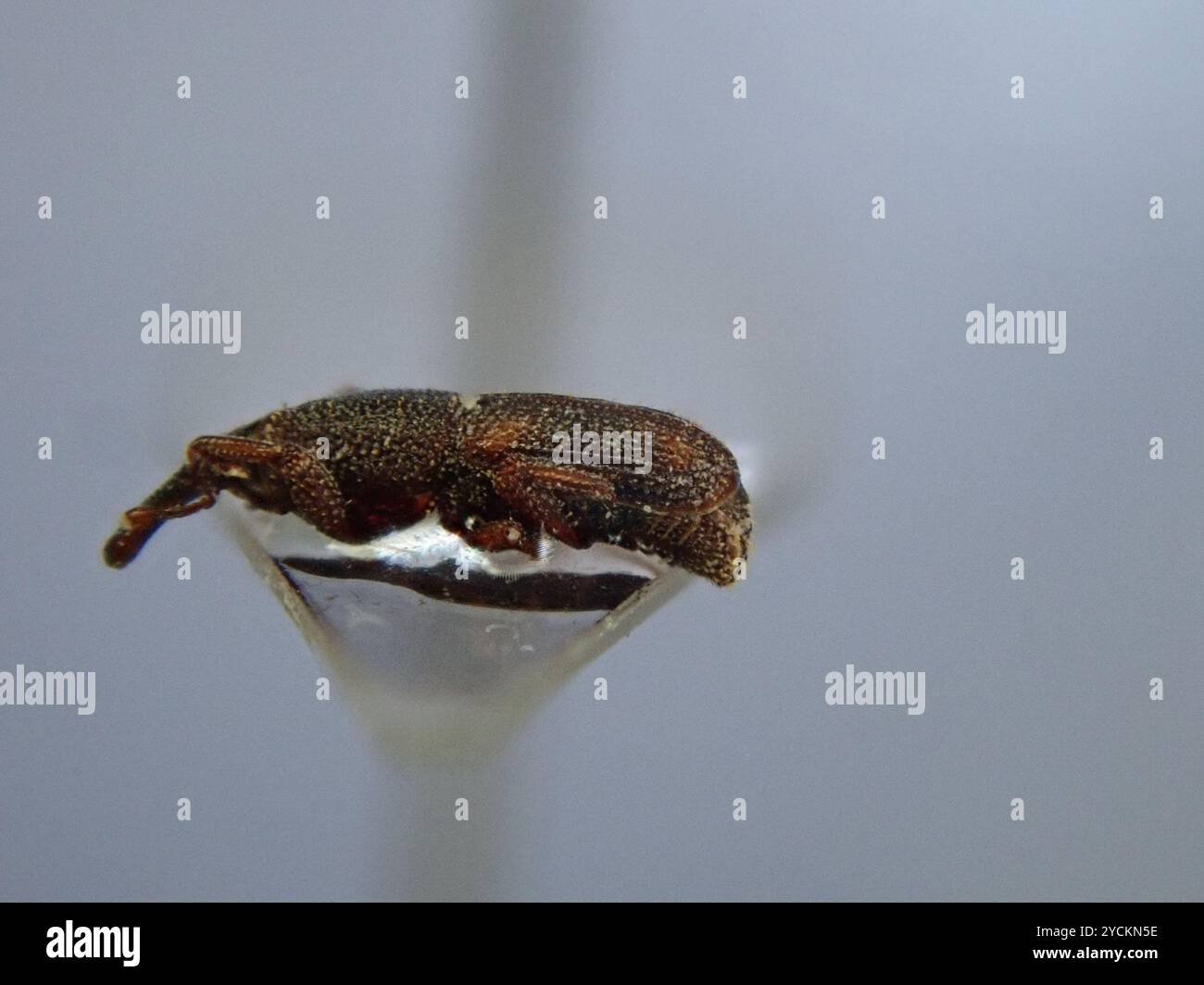 Rice Weevil (Sitophilus oryzae) Insecta Stock Photo - Alamy