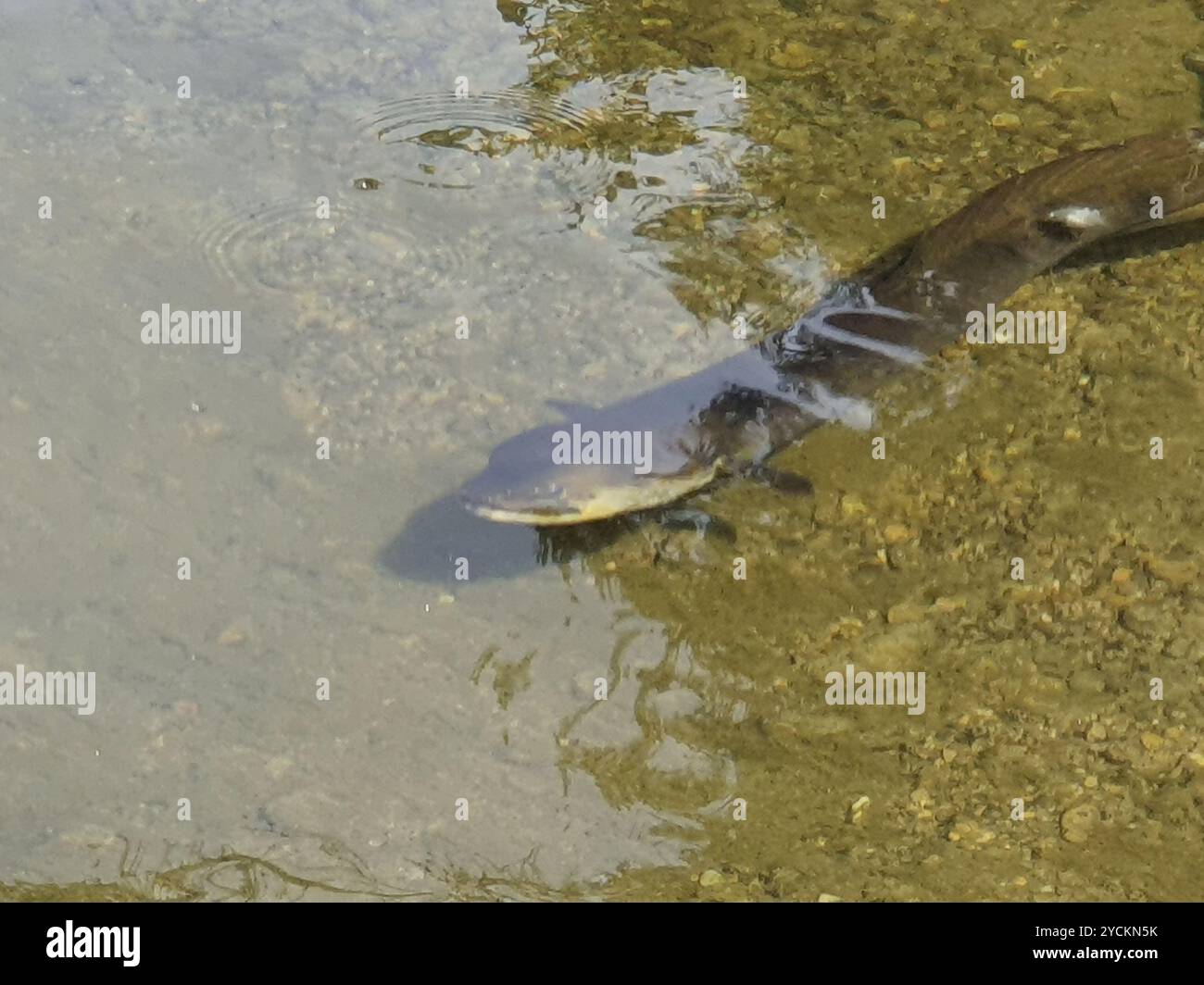 New Zealand Longfin Eel (Anguilla dieffenbachii) Actinopterygii Stock ...