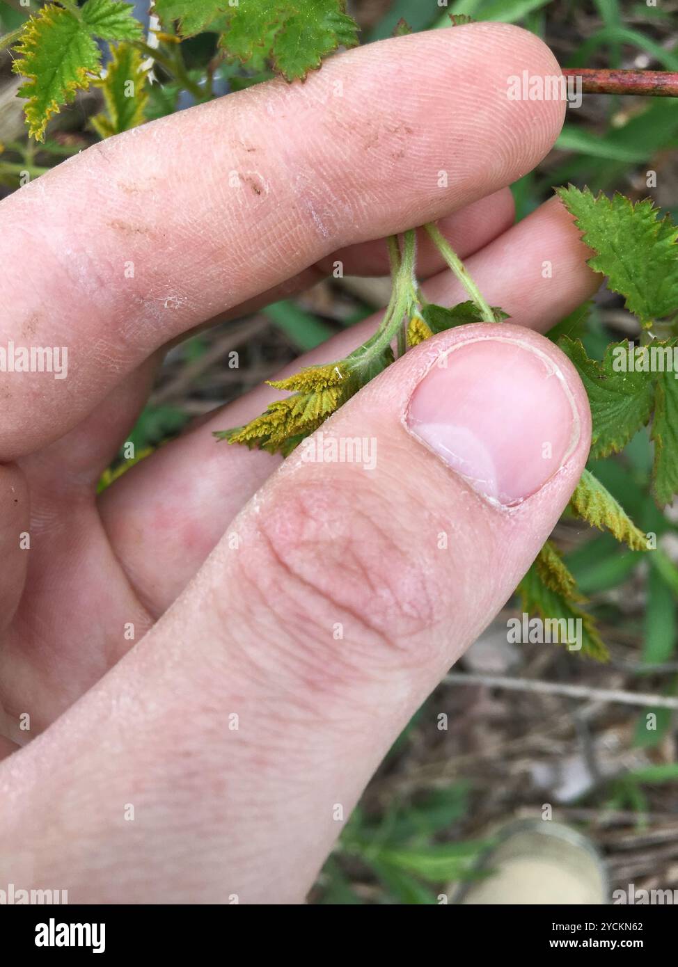 blackberry orange rust (Gymnoconia peckiana) Fungi Stock Photo - Alamy