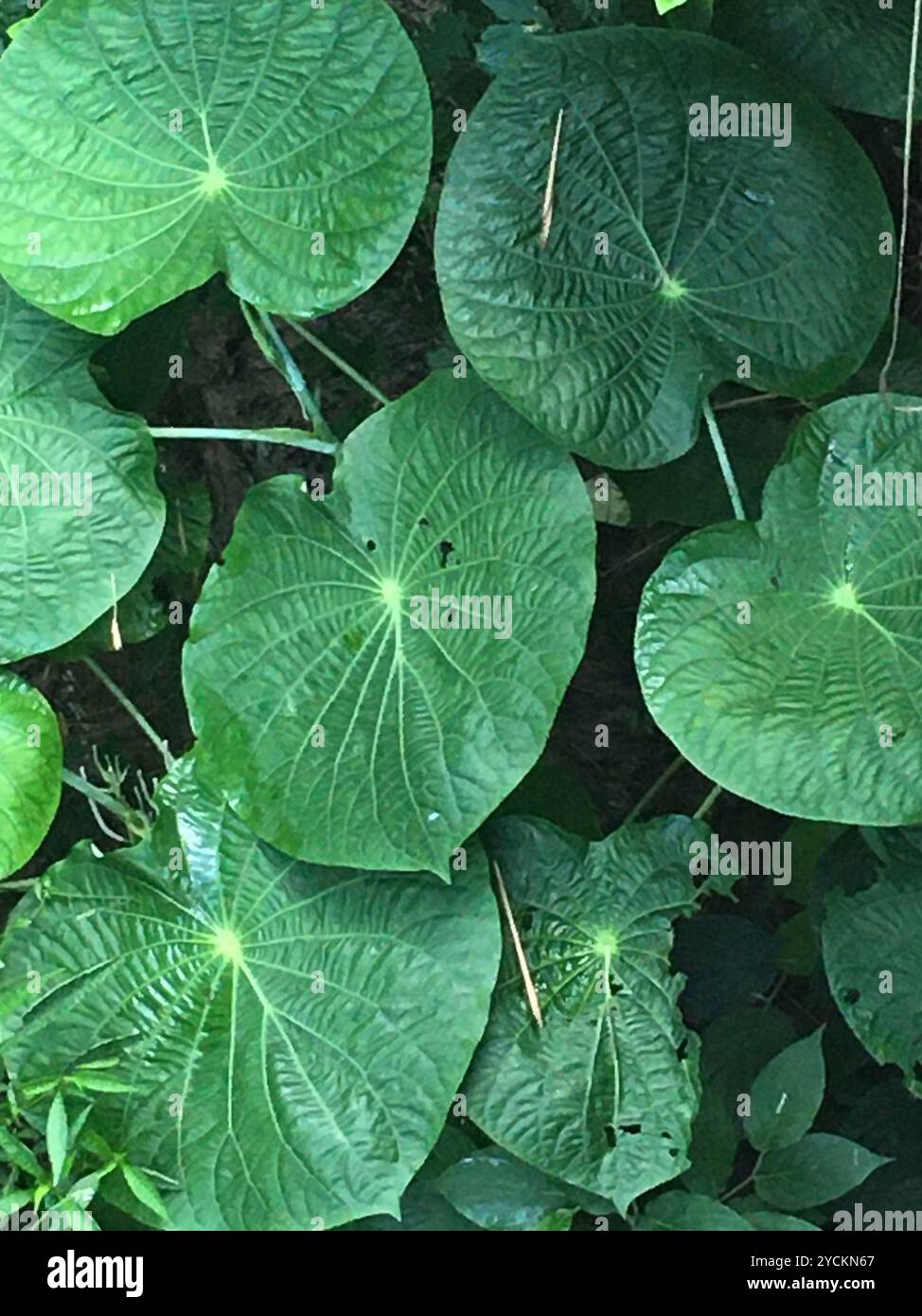 pariparoba (Piper peltatum) Plantae Stock Photo - Alamy