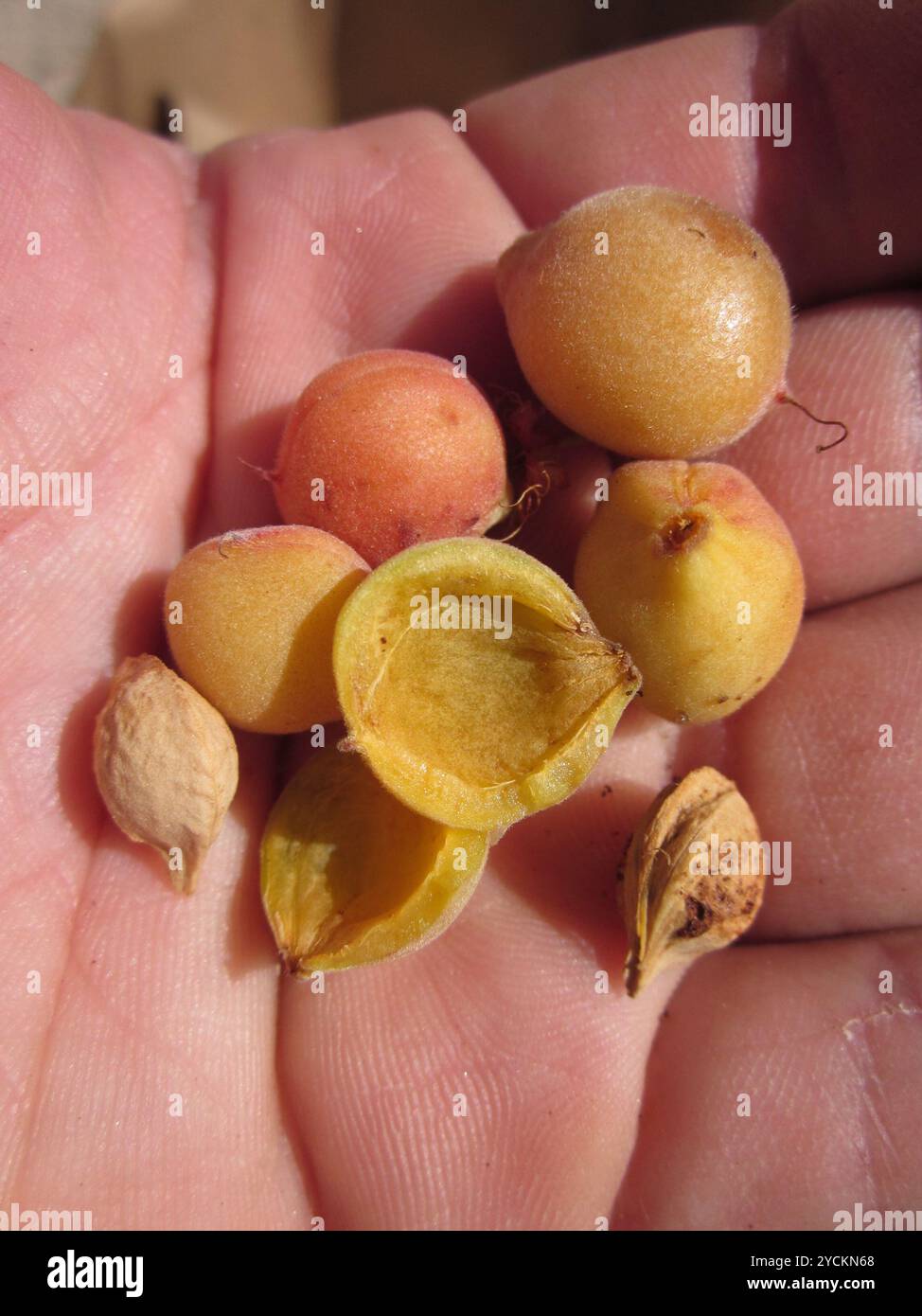 Desert Peach (Prunus andersonii) Plantae Stock Photo - Alamy