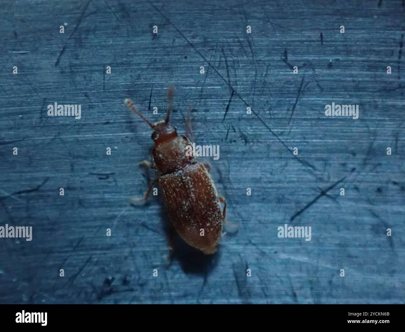 Silken Fungus Beetles (Cryptophagidae) Insecta Stock Photo - Alamy