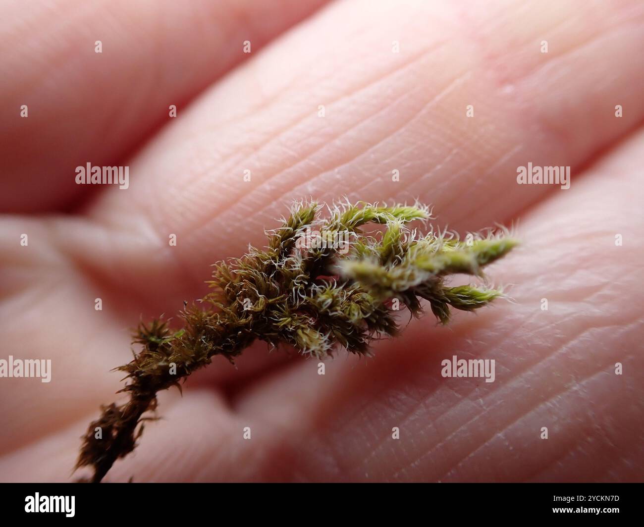Woolly Fringe-moss (Racomitrium lanuginosum) Plantae Stock Photo - Alamy