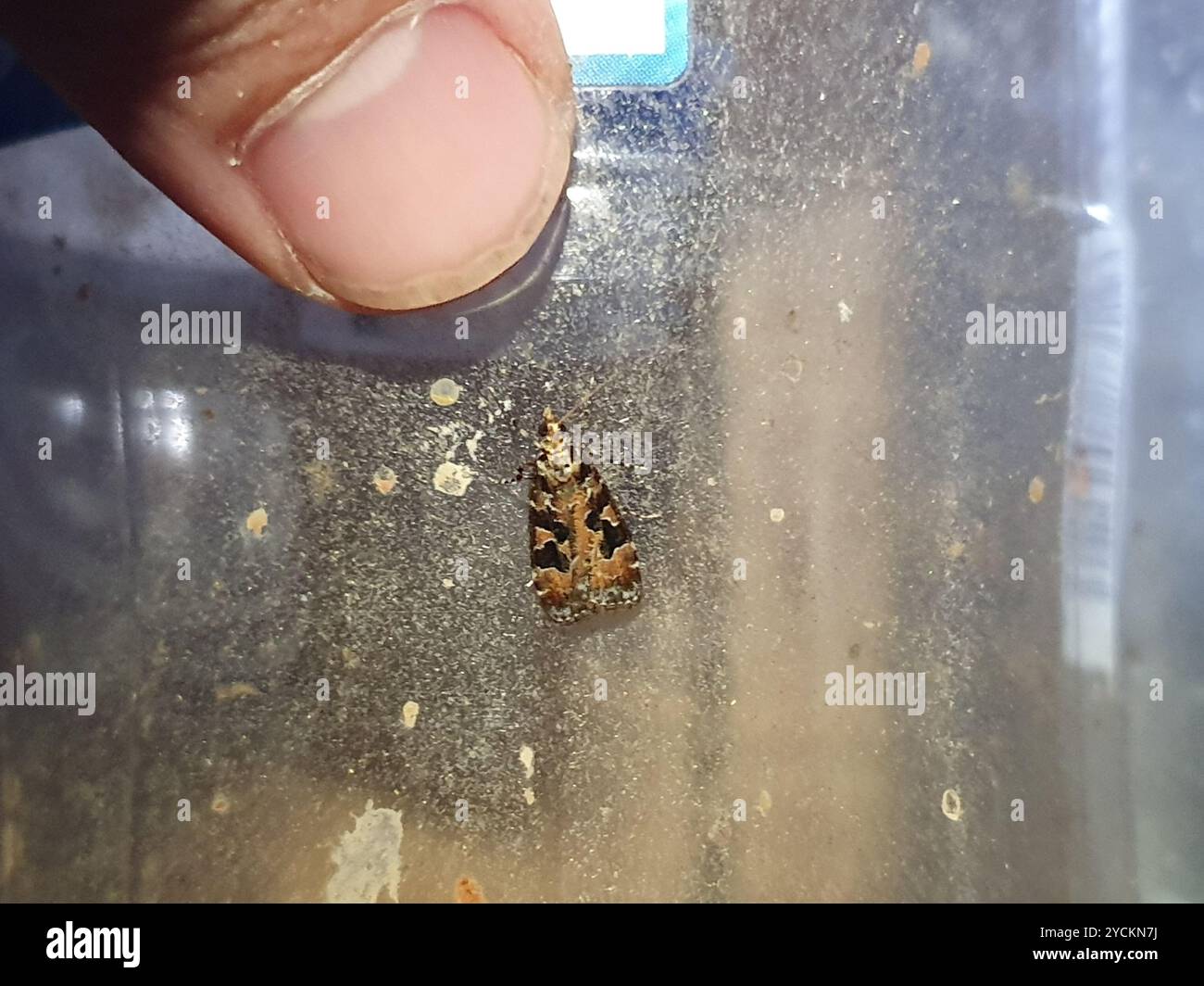 Boot Scoparia (Scoparia ustimacula) Insecta Stock Photo - Alamy