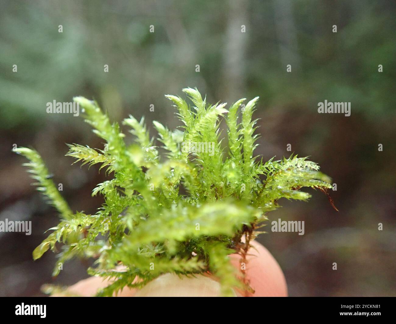 cold brachythecium moss (Brachythecium frigidum) Plantae Stock Photo ...