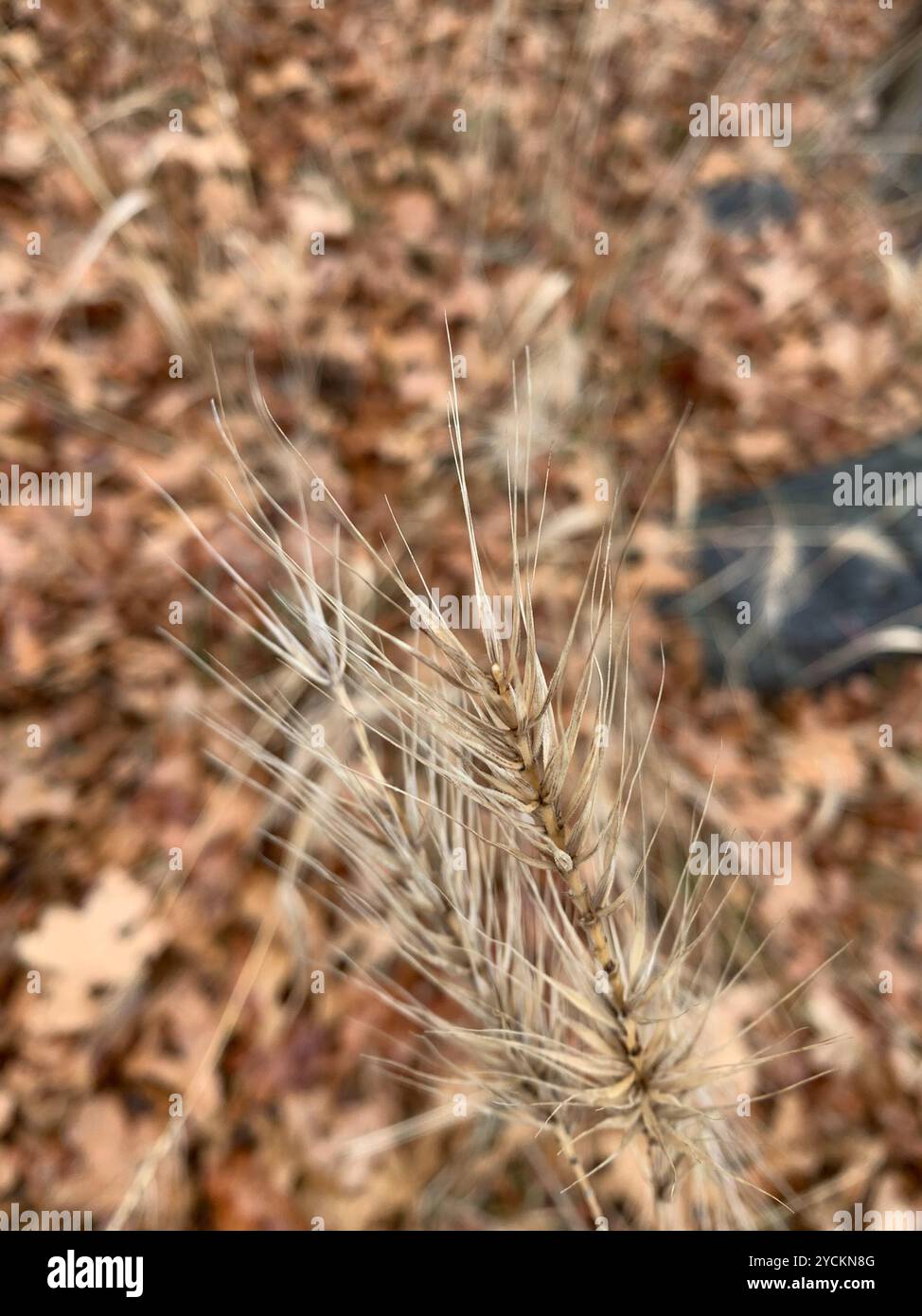 Wild Ryes and Wheatgrasses (Elymus) Plantae Stock Photo - Alamy