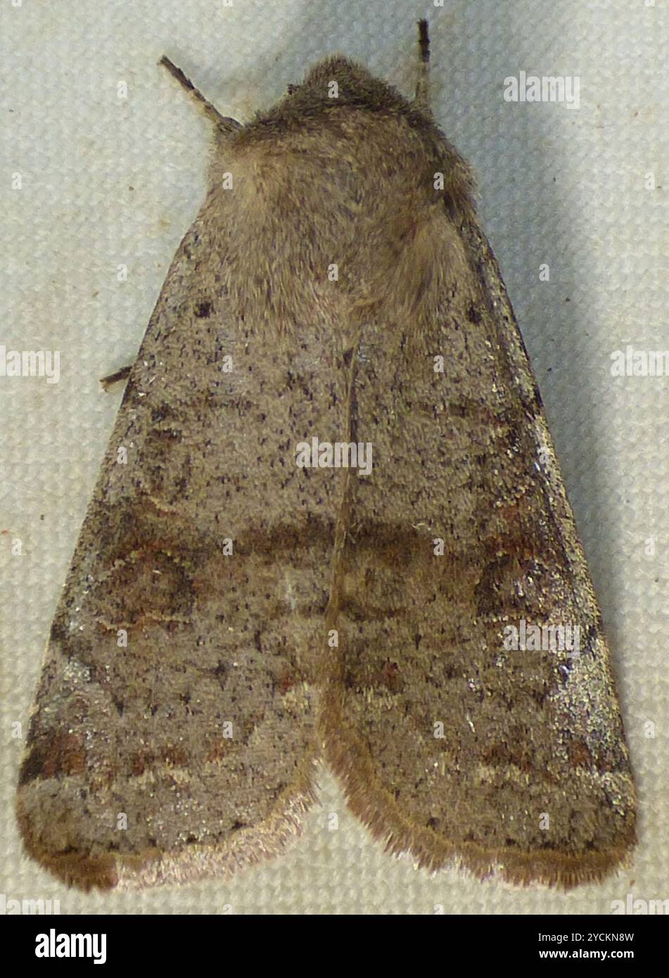 Speckled Green Fruitworm Moth (Orthosia hibisci) Insecta Stock Photo ...