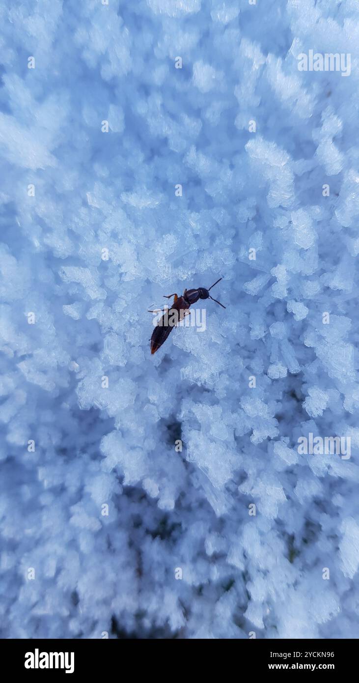 Othius punctulatus hi-res stock photography and images - Alamy