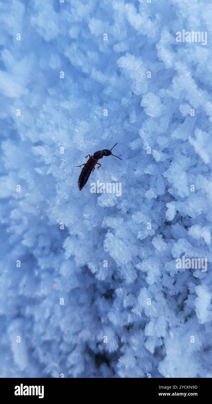 Othius punctulatus hi-res stock photography and images - Alamy
