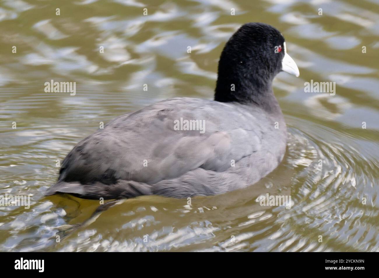 Australasian Coot (Fulica atra australis) Aves Stock Photo - Alamy
