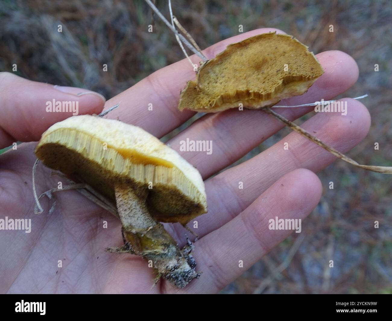 Slippery Jacks (Suillus) Fungi Stock Photo - Alamy