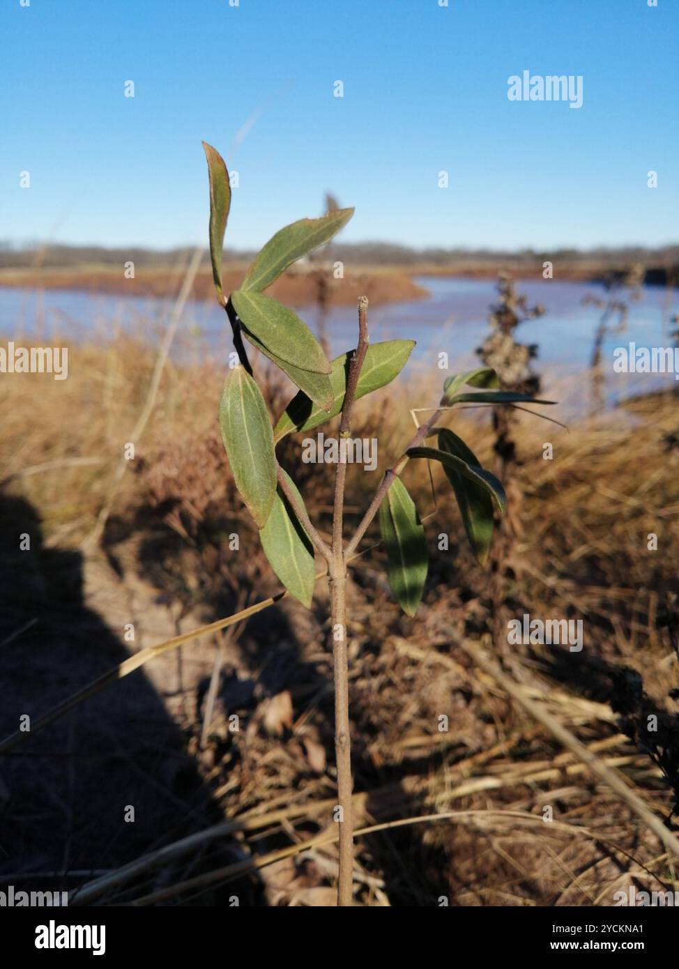 marsh elder (Iva frutescens) Plantae Stock Photo - Alamy