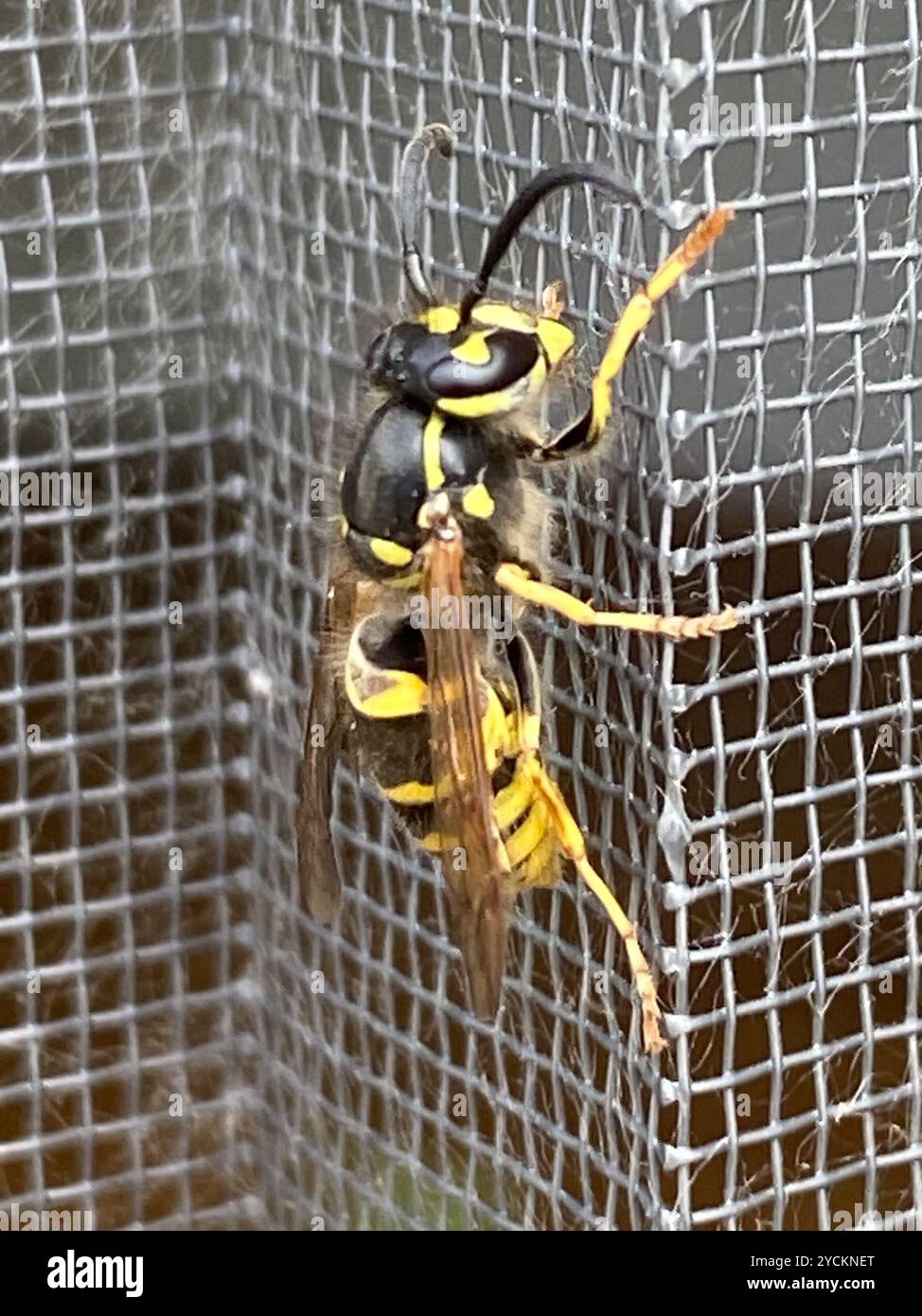 Common European Yellowjacket (Vespula vulgaris) Insecta Stock Photo - Alamy