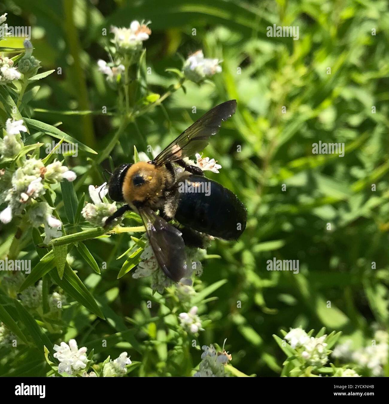 Eastern Carpenter Bee (Xylocopa virginica) Insecta Stock Photo - Alamy