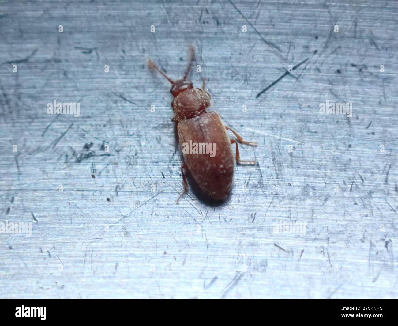 Silken Fungus Beetles (Cryptophagidae) Insecta Stock Photo - Alamy