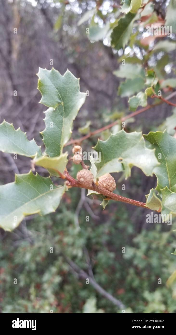 California scrub oak (Quercus berberidifolia) Plantae Stock Photo - Alamy
