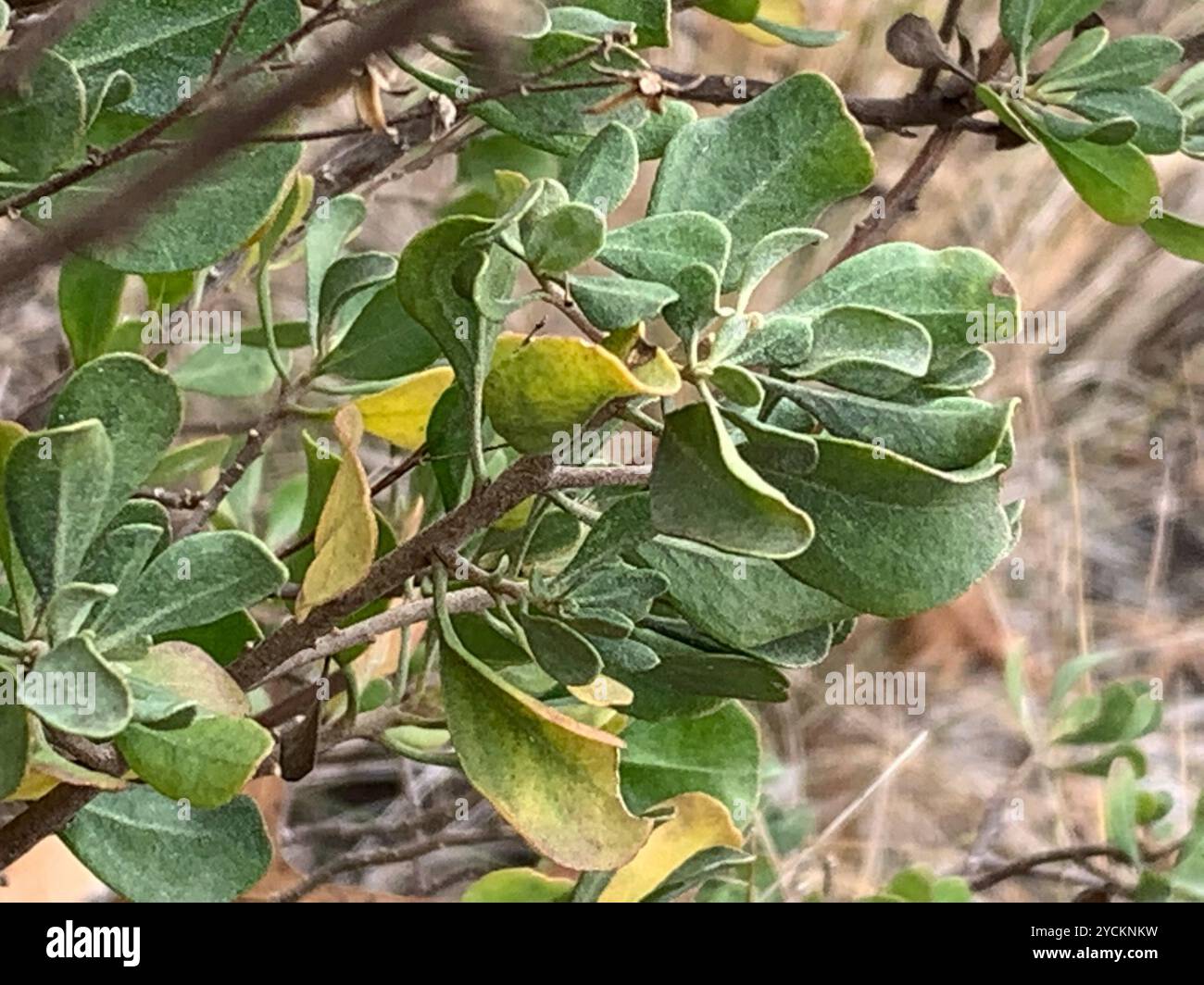 garberia (Garberia heterophylla) Plantae Stock Photo - Alamy