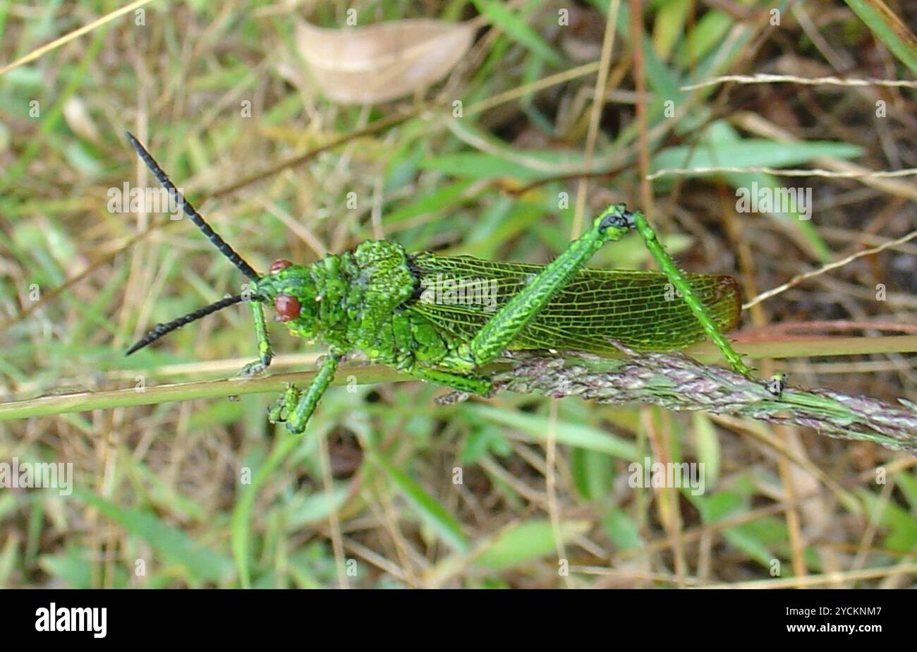 Green Milkweed Locust (Phymateus viridipes) Insecta Stock Photo - Alamy