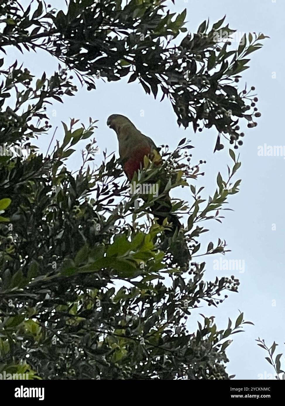 Australian King Parrot (Alisterus scapularis) Aves Stock Photo - Alamy