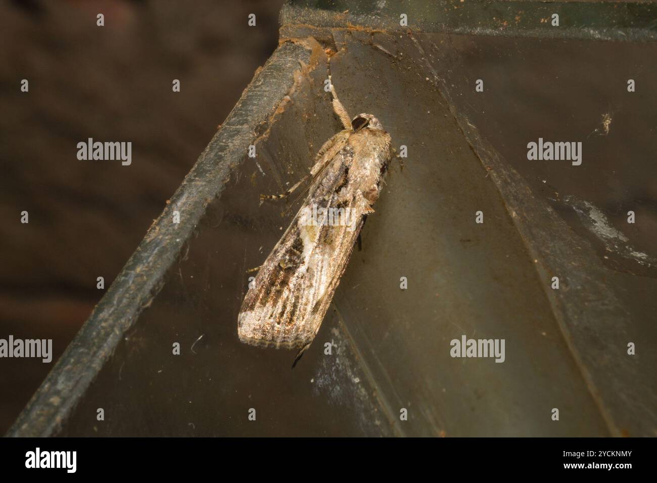 Fall Armyworm Moth (Spodoptera frugiperda) Insecta Stock Photo - Alamy